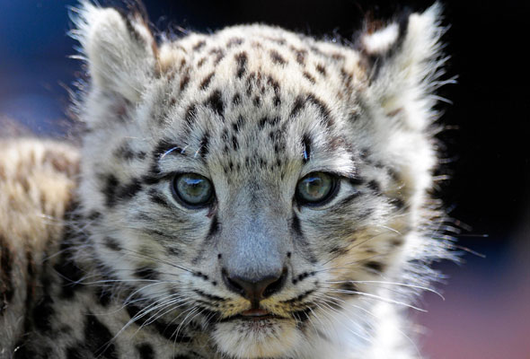 Animais em vias de Extinção: Leopardo das Neves